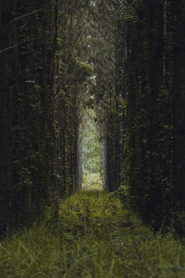 CCDA – Climatechange and Development Authority